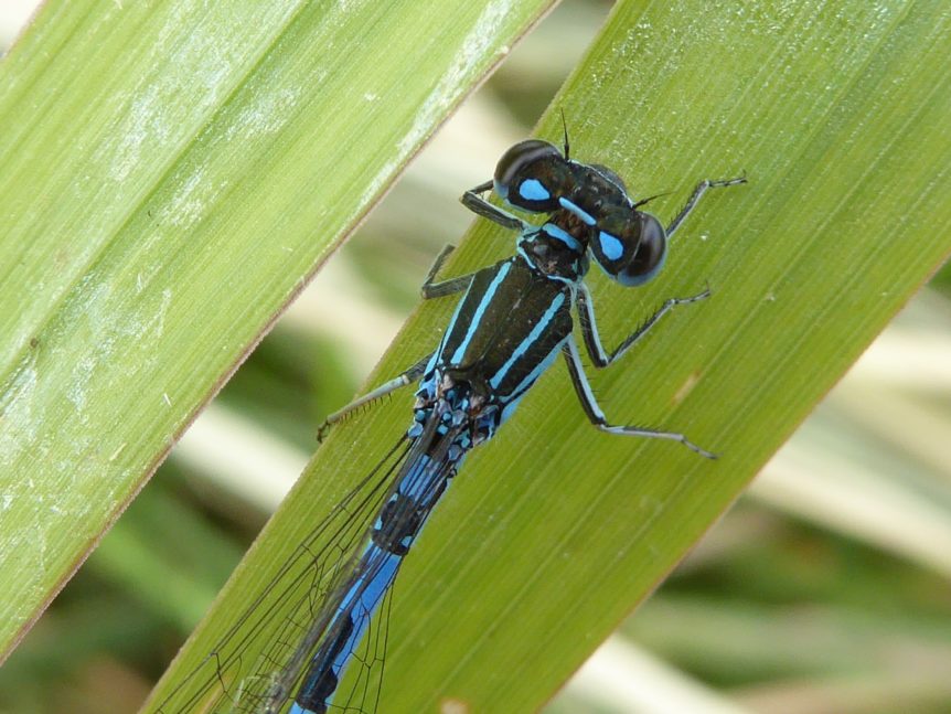 Libellen - Azurjungfer